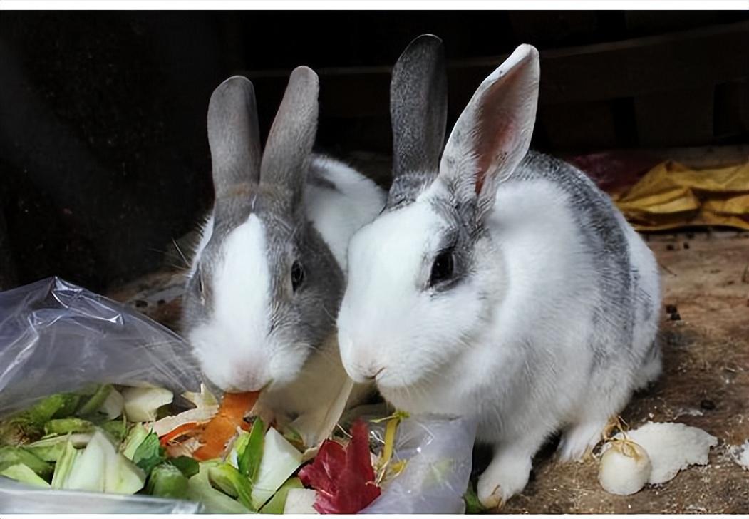 Can rabbits eat with constipation? - iNEWS