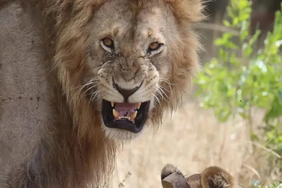 The Lion King Musketeer Morani gave the throne to his son today - iNEWS