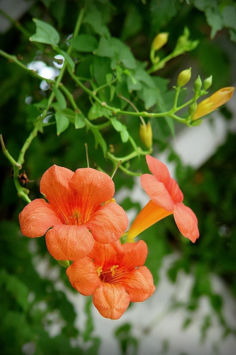 The eight poems of Ling Xiaohua are warm, romantic, and wanton, and ...