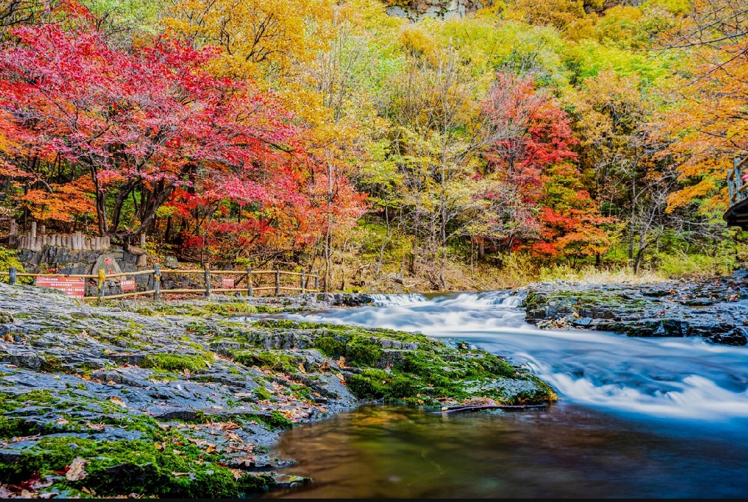 It's red!Benxi, the most beautiful maple leaf viewing spot, ranks first ...