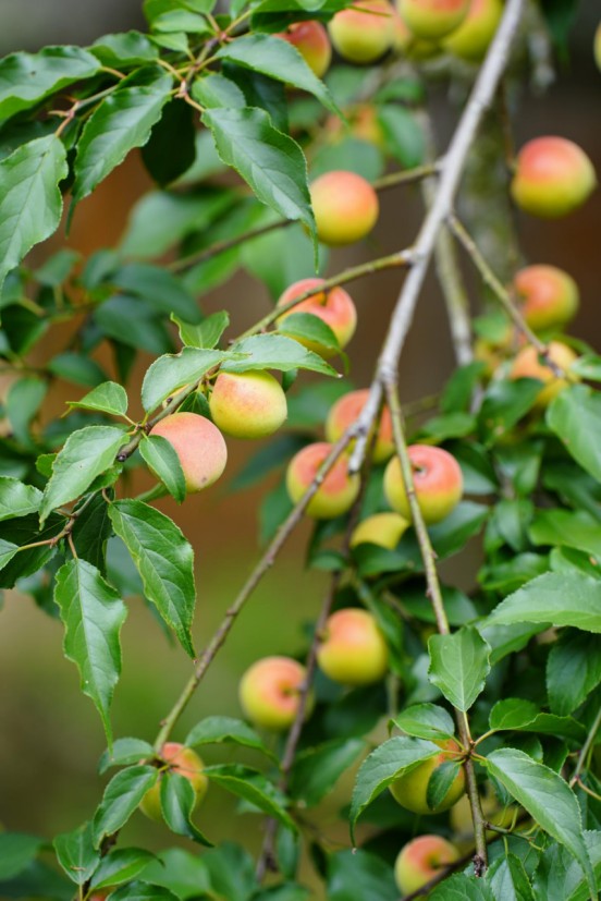 Mei: From the soul that harmonizes all things, to the ultimate flavor ...