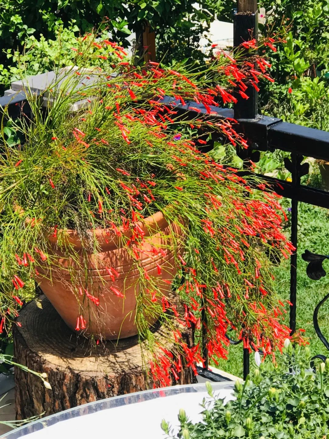 Flowers are like a bunch of small firecrackers, small shrubs that bloom ...