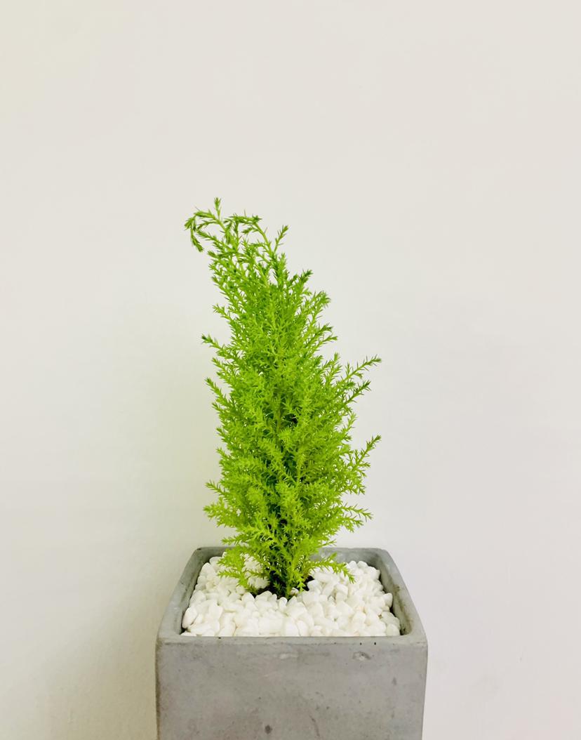 The small fragrant pine with lemon flavor is refreshing and pleasant at ...