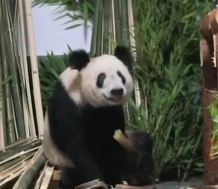 Comparison chart of Yaya before and after returning to China - iMedia