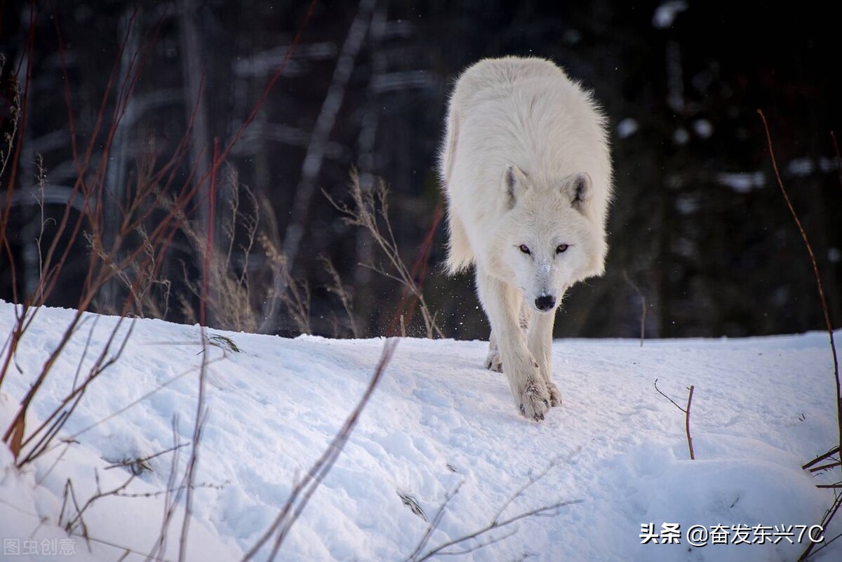 The owner of the wolf and lion fell and fell unconscious and they ...