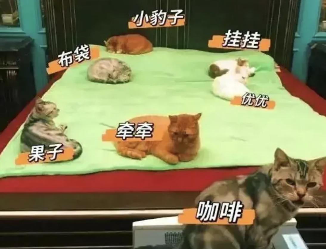 Zhang Yi played cats on the set of "The Knockout", and 6-year-old ...