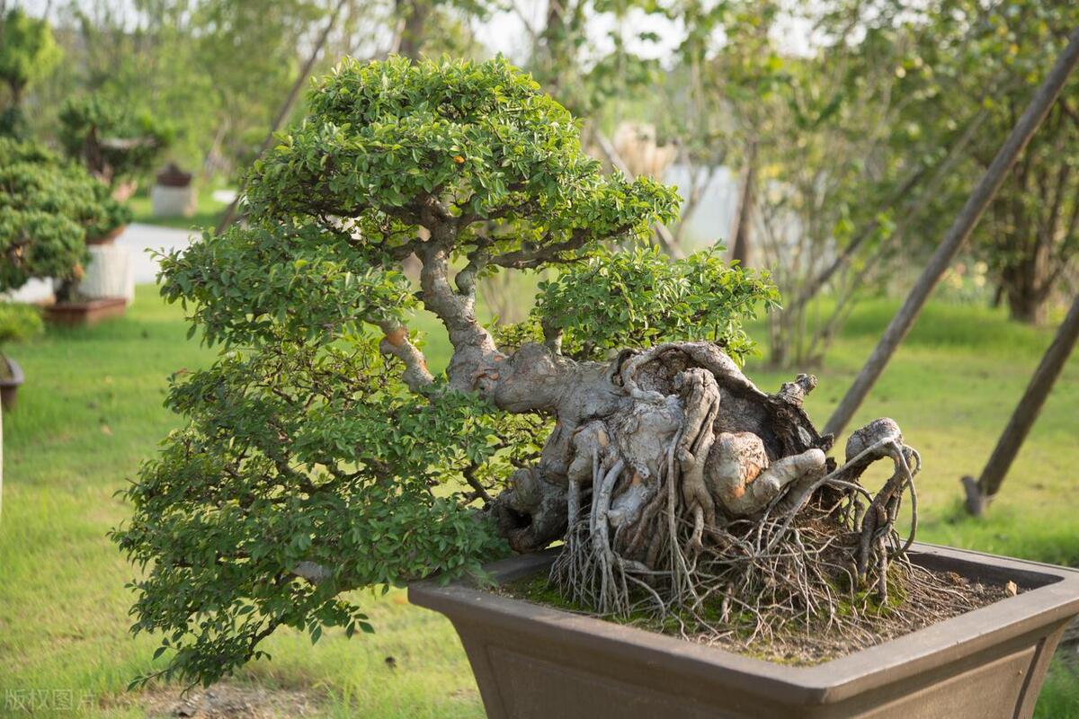 How to grow a pot of your favorite bonsai - iNEWS