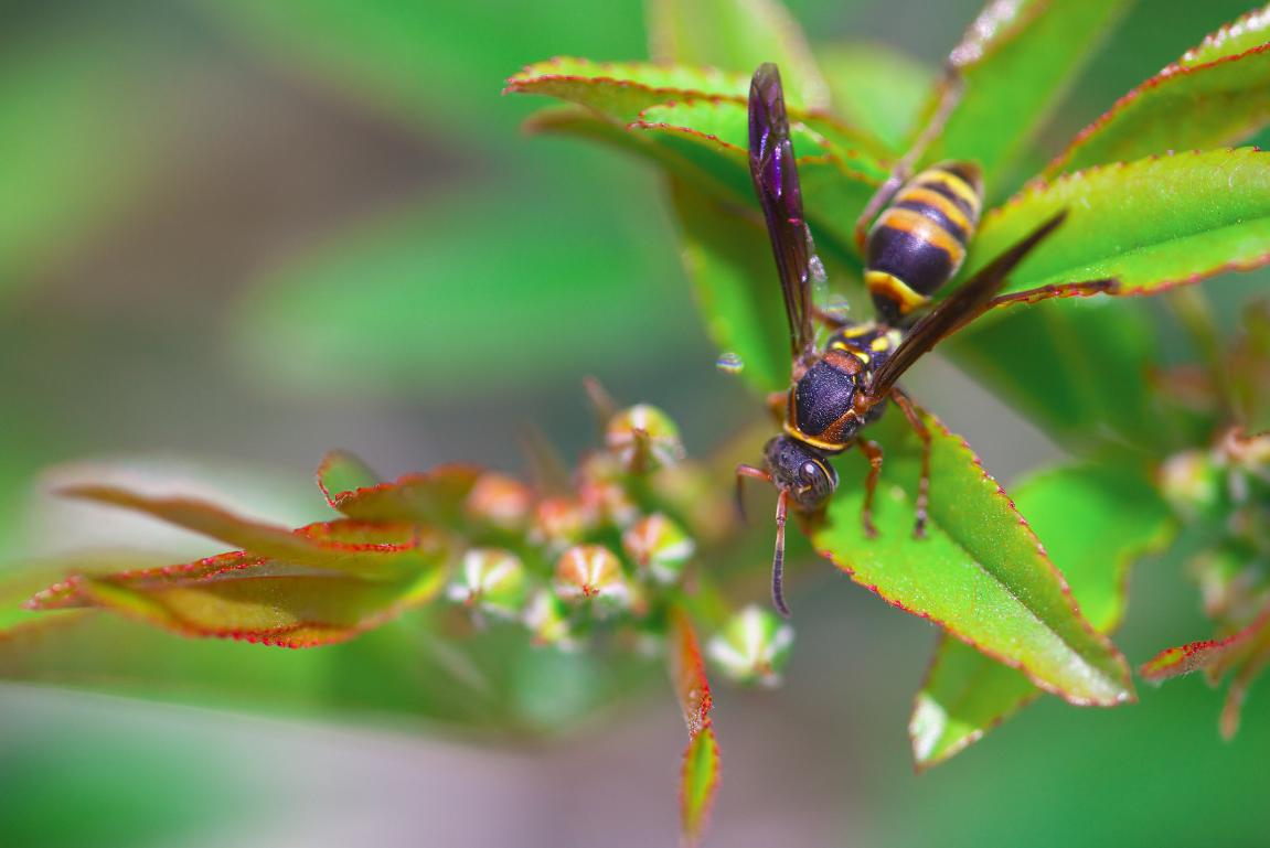 Wasps are ferocious and poisonous, so why are they not included in the ...