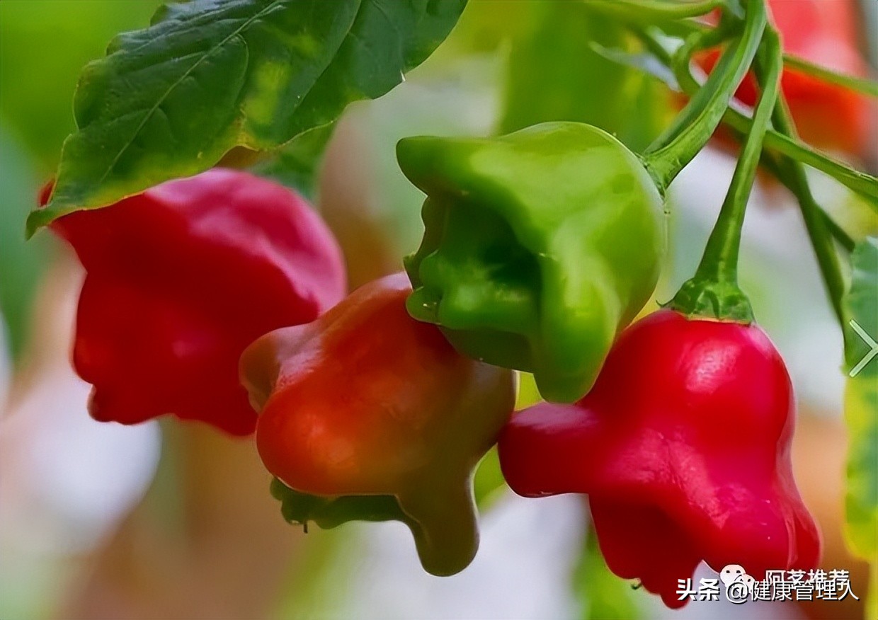 Comparative analysis of spiciness and aroma of commonly used pepper ...