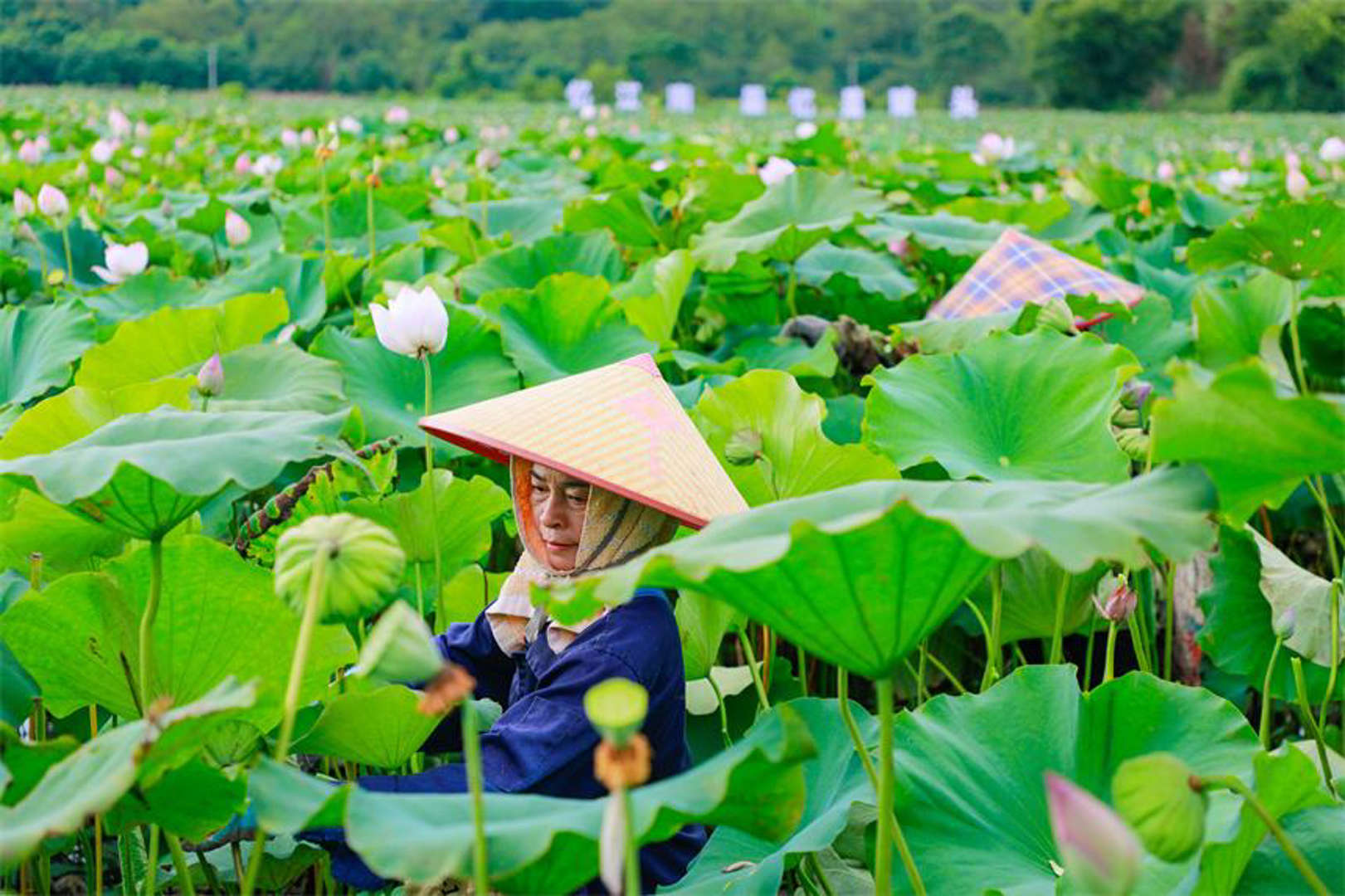 Jiangnan-Han Yuefu - iNEWS