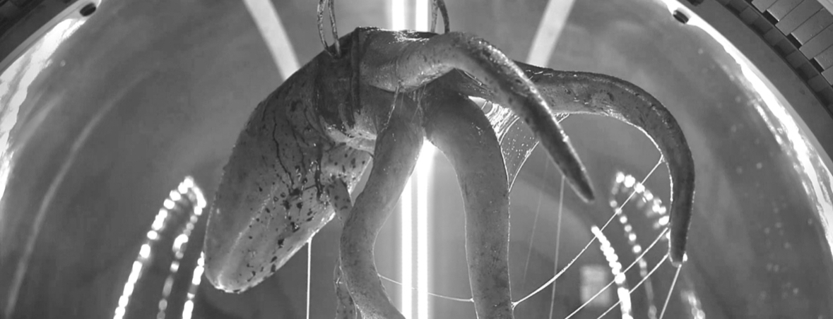 Elizabeth Shaw's personal secret file, from birth to being dissected by ...