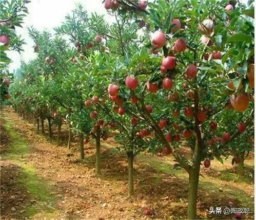 Baiyin Moon Bay Village: Several Leisure Agriculture Management Models ...