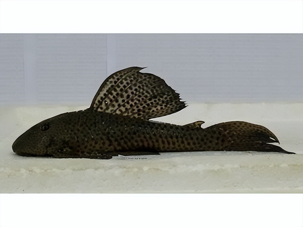 A model of biological invasion, the nemesis of freshwater fish, how ...