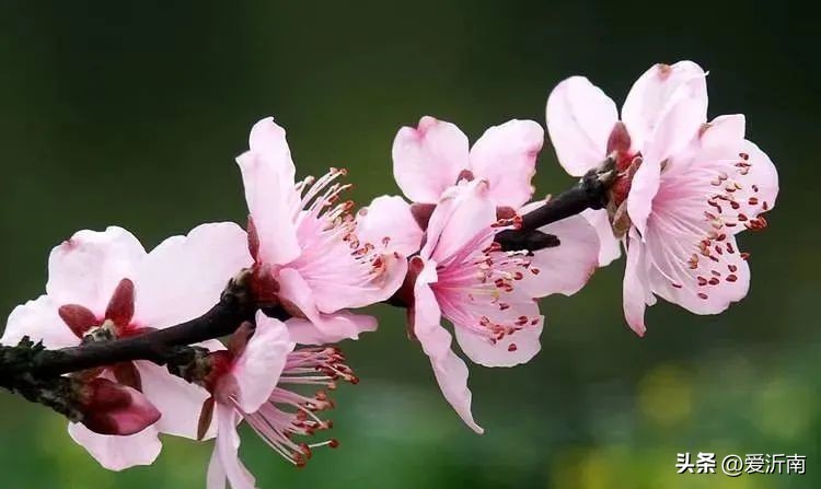 A peach blossom poem by Bai Juyi, on the surface it writes about ...