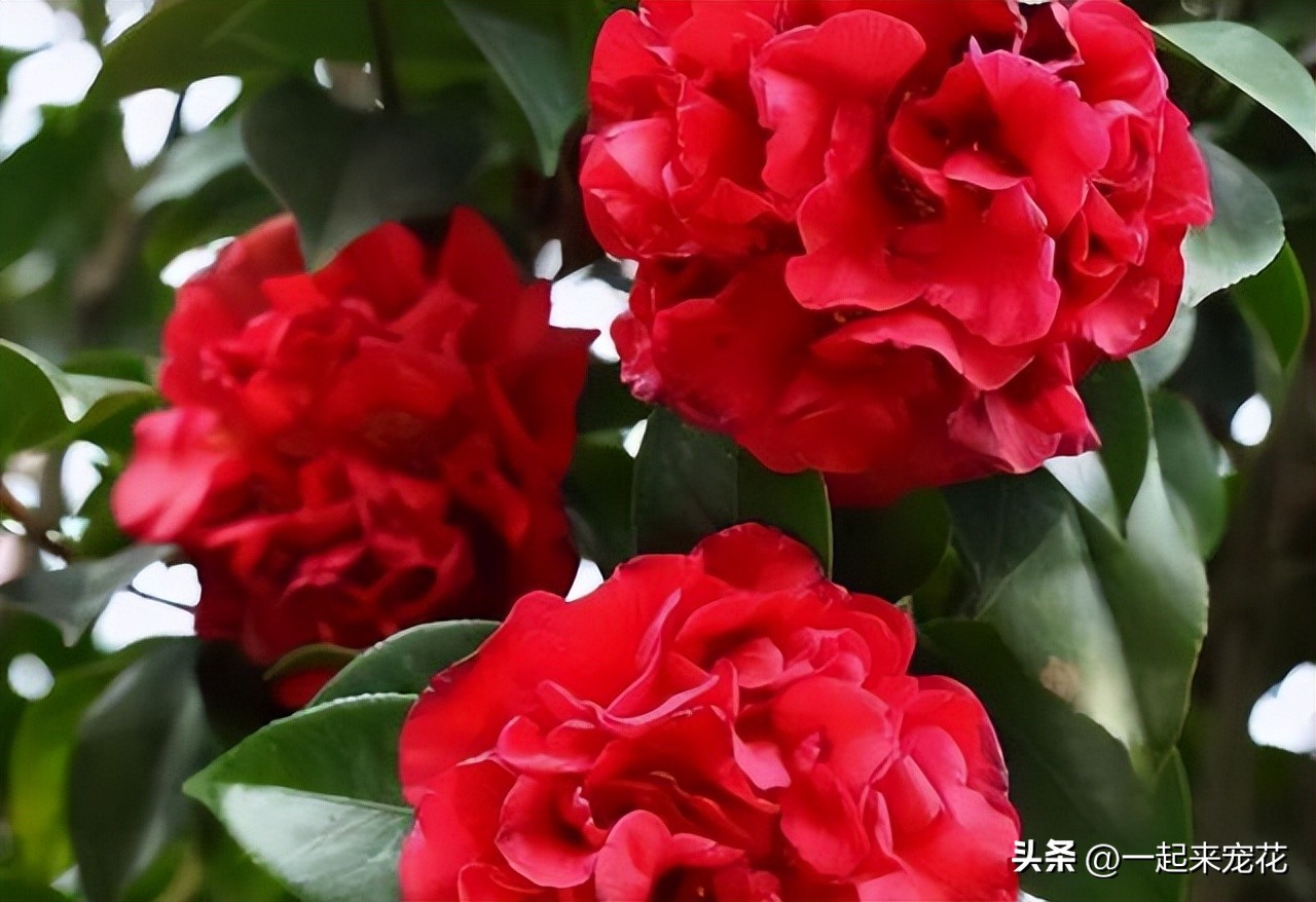 This camellia queen, Gao Yan, is good-looking, with a strong fragrance ...