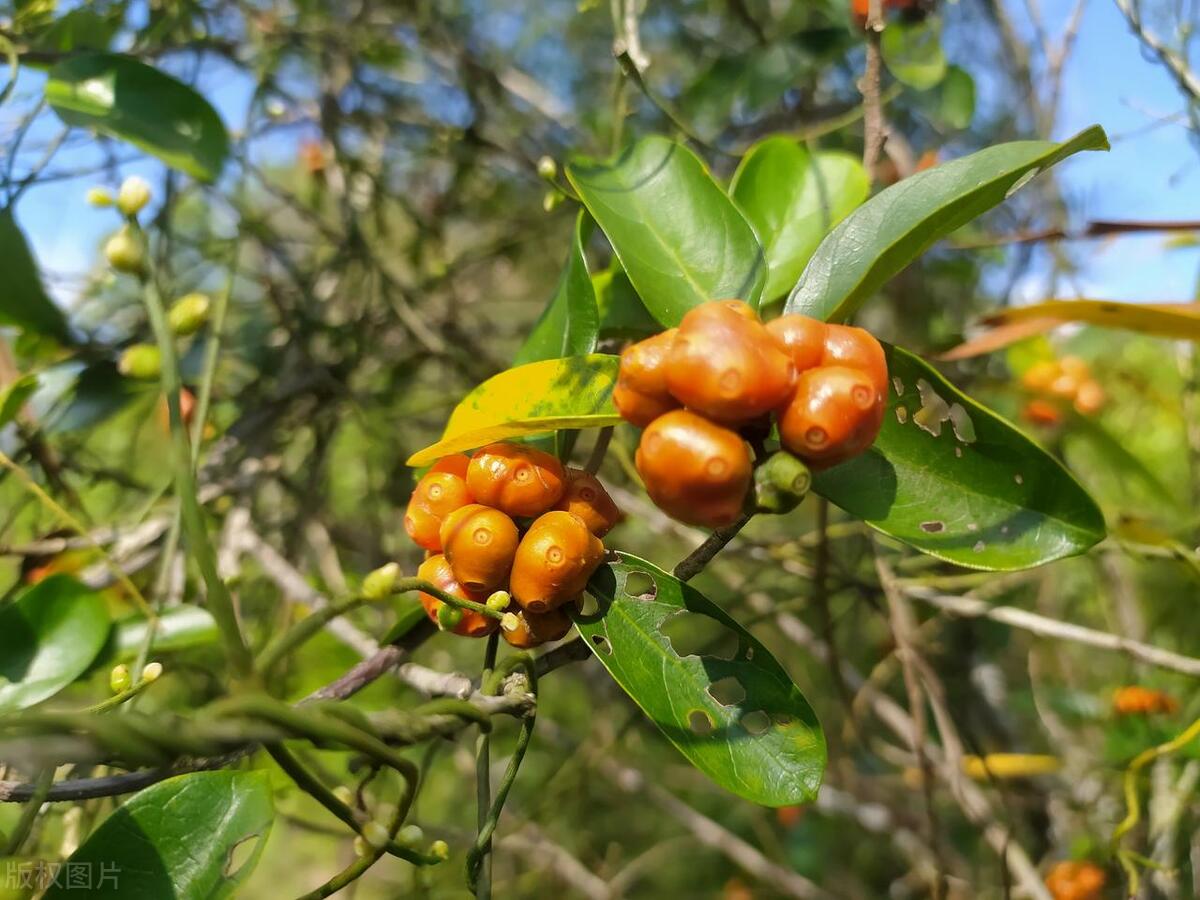 There are 10 kinds of amazing fruits, each of which is amazing! - iMedia