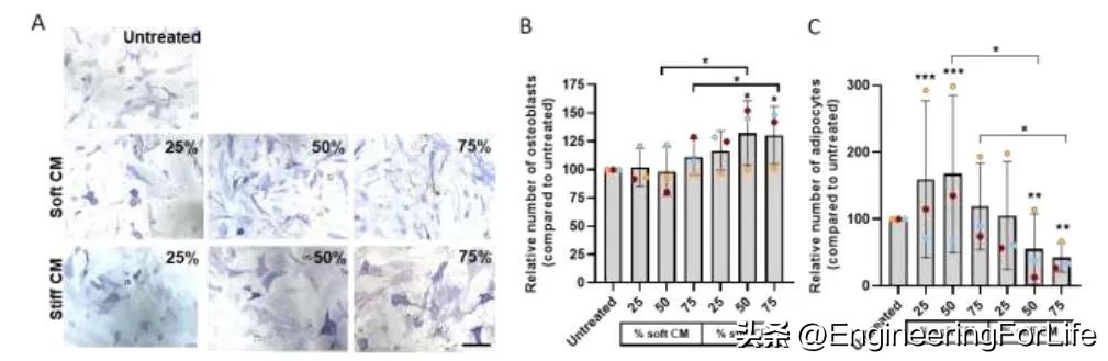 "Acta Biomater": "Both soft and hard" matrix affects the fate of ...