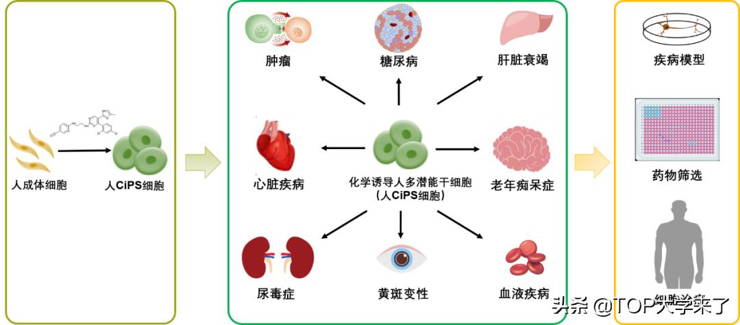 Chapter 8!The latest achievements of Professor Deng Hongkui of Peking ...