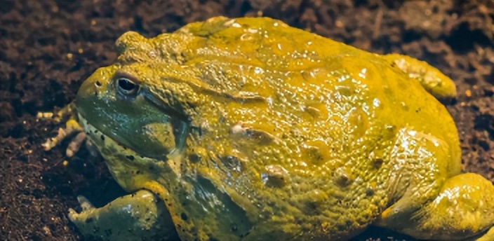 African Bullfrogs: Amphibious Giants of the Continent - iNEWS