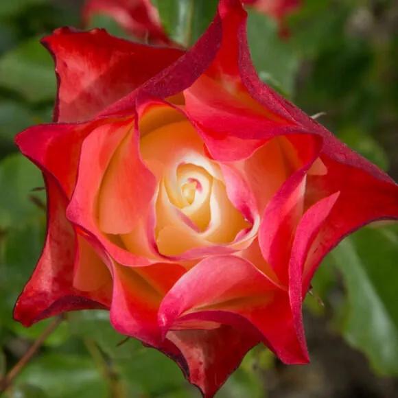 unique origami rose - iNEWS