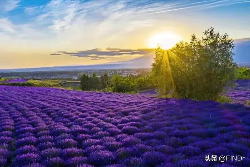 The lavender fields bloom in Beijing, romantic all summer (with real ...