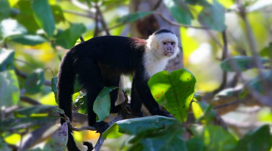 Major discovery: Panamanian monkeys may enter the Stone Age?Will there ...