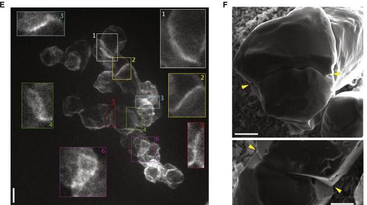 Exploring multicellular collectives that feed on bacteria: slime molds ...