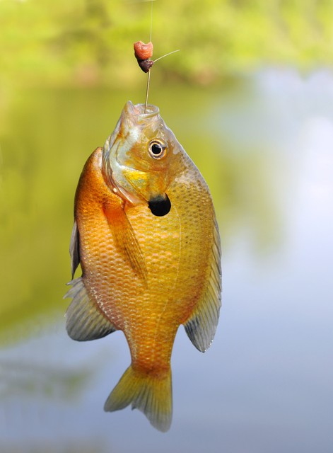 Sunfish Invasion: Are You Willing To Panic Our Water Ecosystems? - iNEWS
