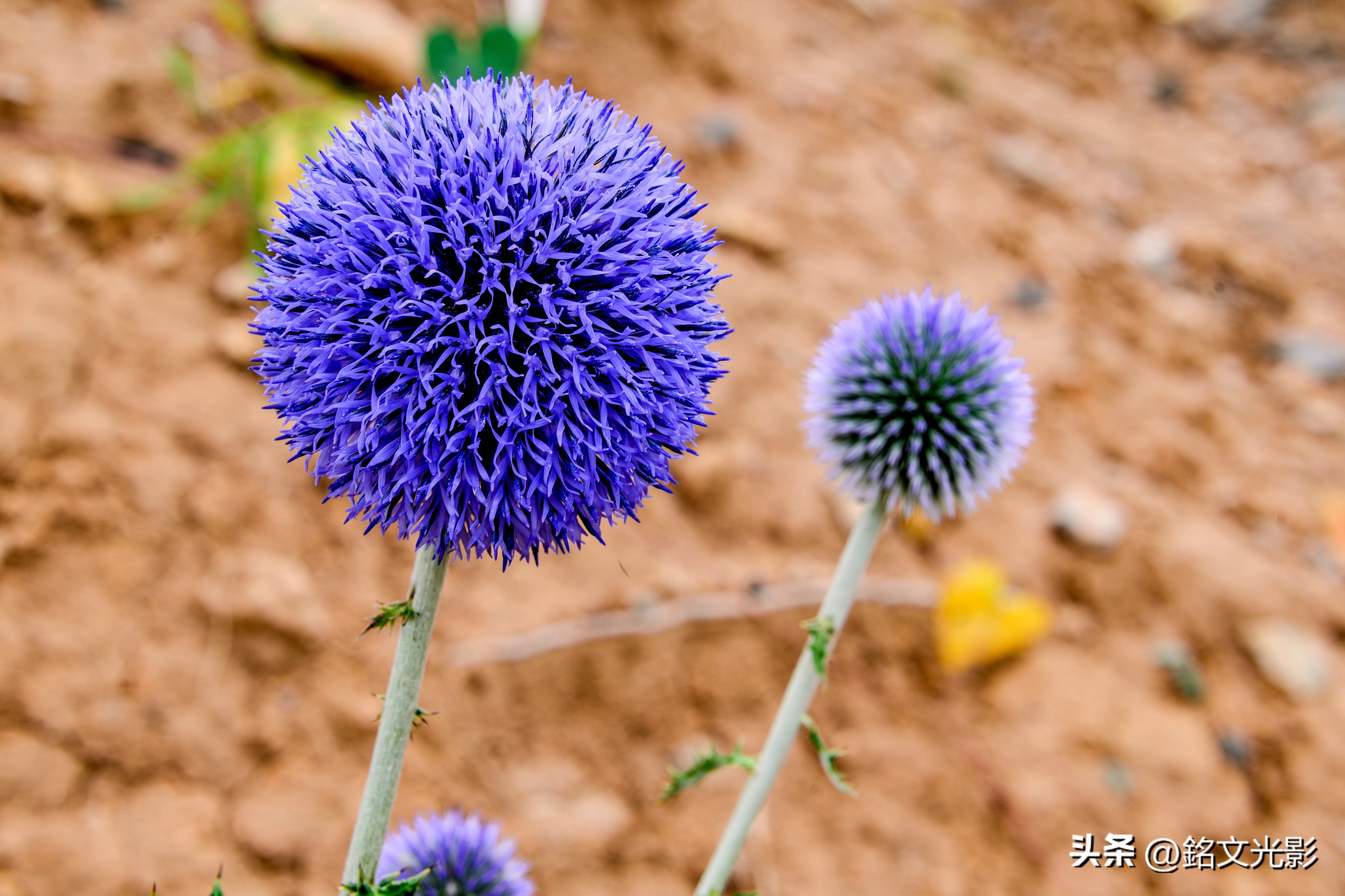 blue thorn flower spherical blue purple - iNEWS