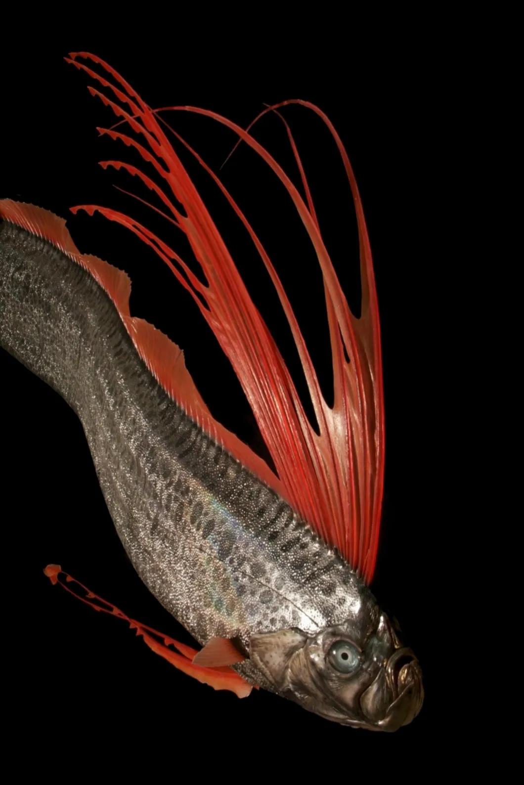 Seven Unidentified Creatures That Actually Existed - iNEWS