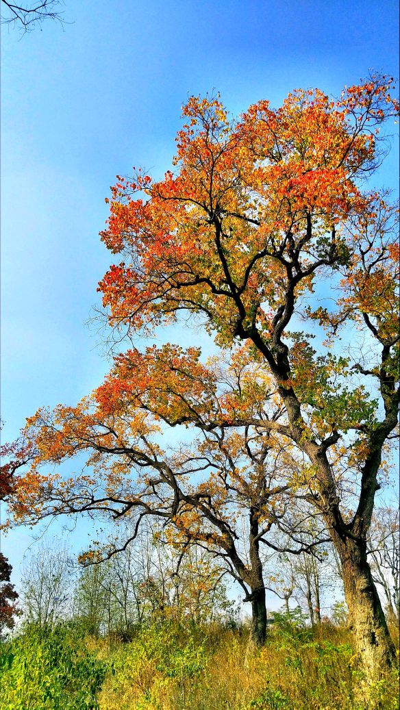 The autumn of Dawu. The red leaves of the tallow tree all over the ...
