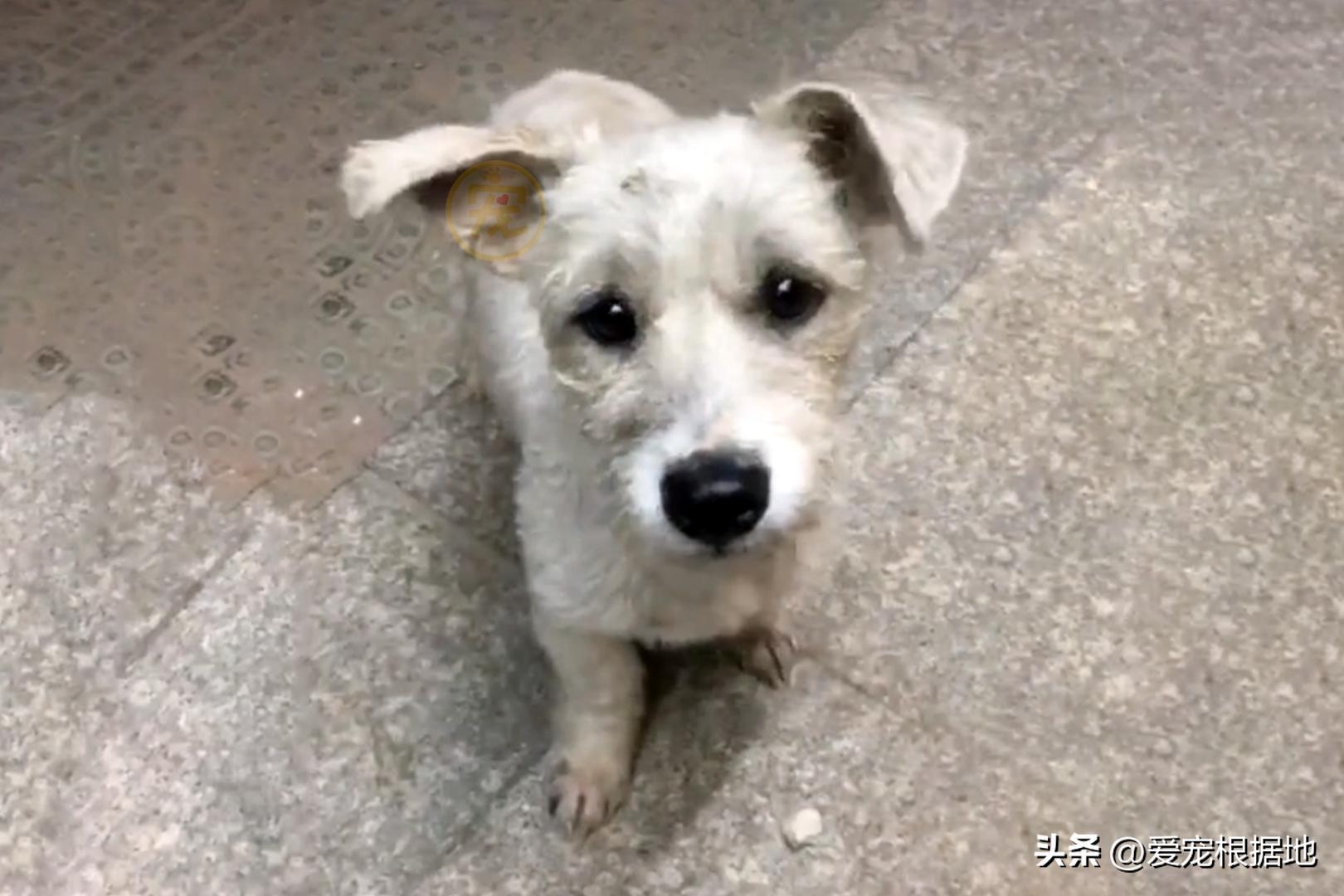 In order to find a good home for the children, stray dogs please every ...