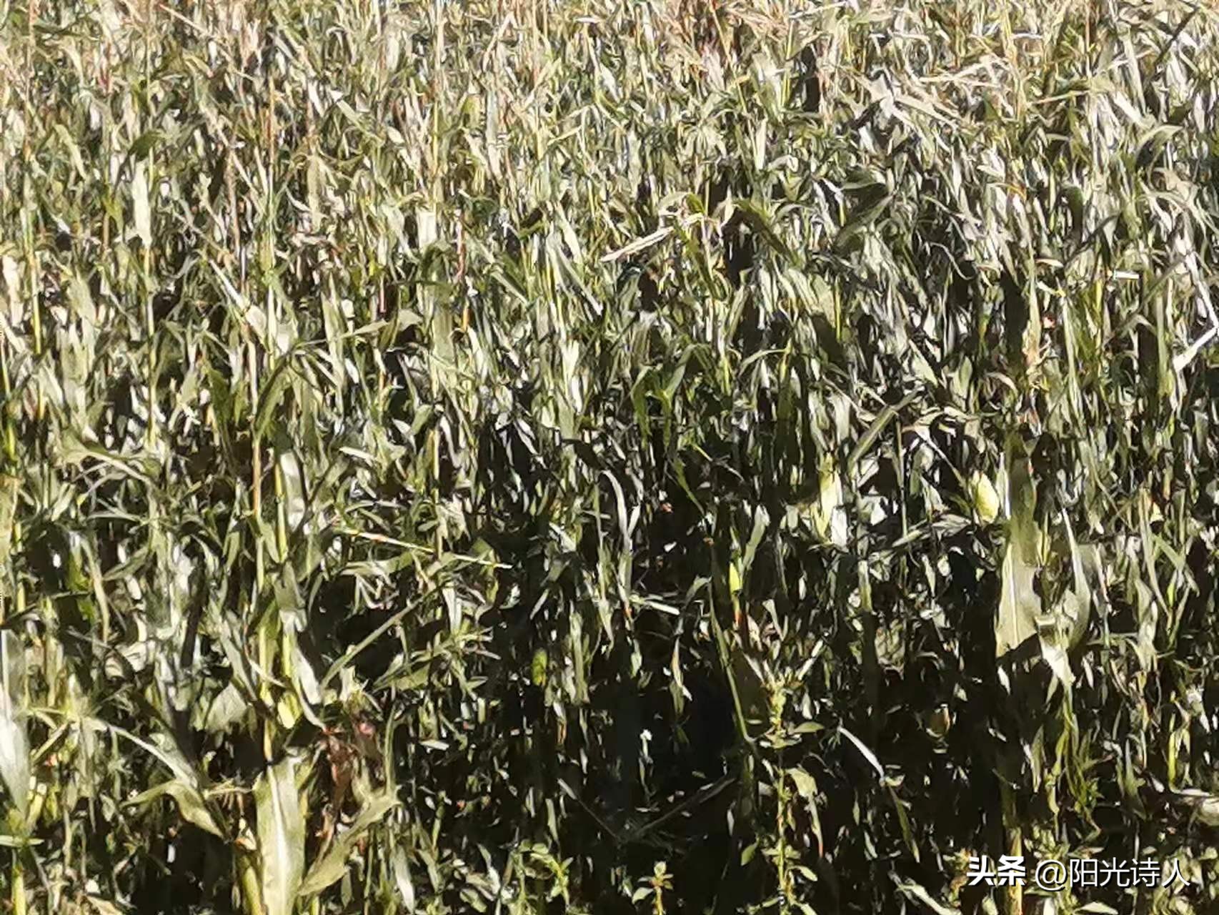 Every piece of land in my hometown can grow good crops - iNEWS