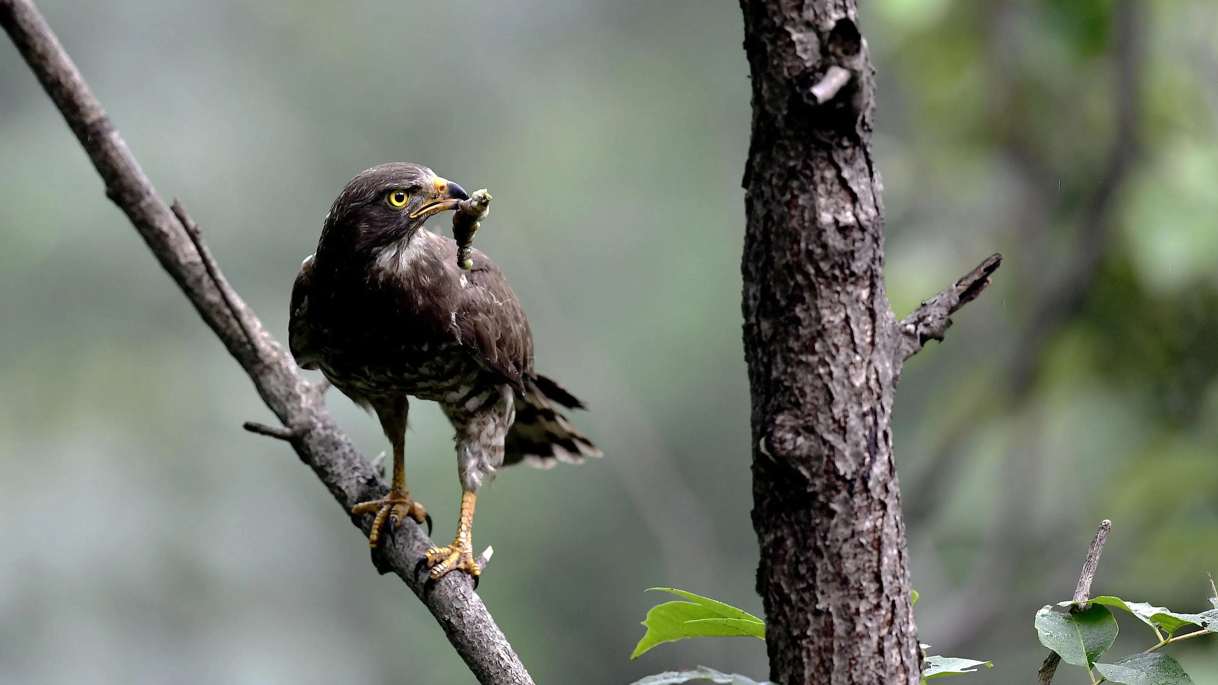 Grey-faced Buzzard - iMedia