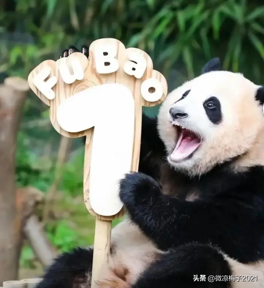 Panda Fubao, the baby in the palm of your hand - iMedia