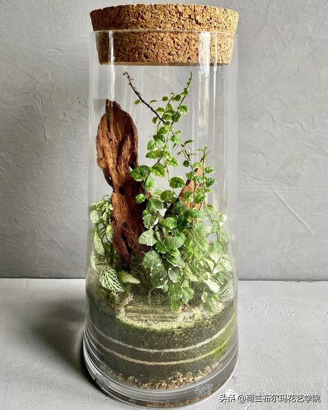 The beauty of miniature natural landscape - iNEWS