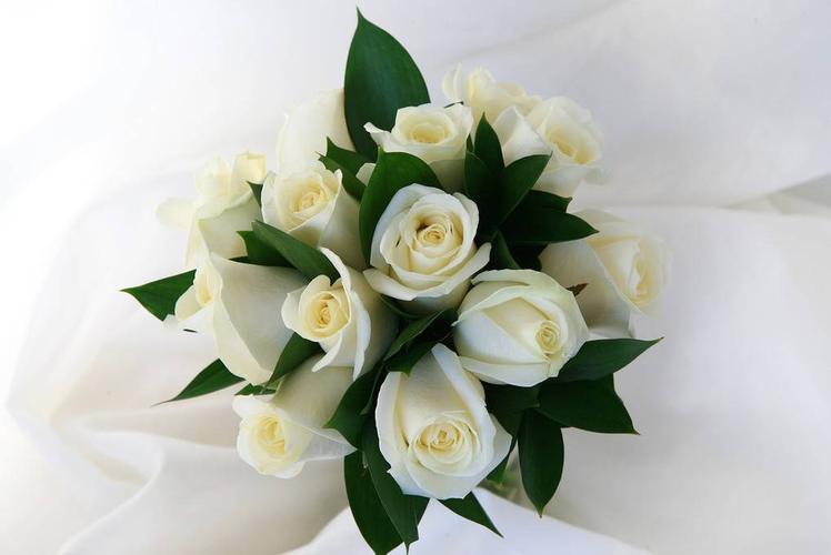 The flower language and symbolism of white roses, the meaning and ...