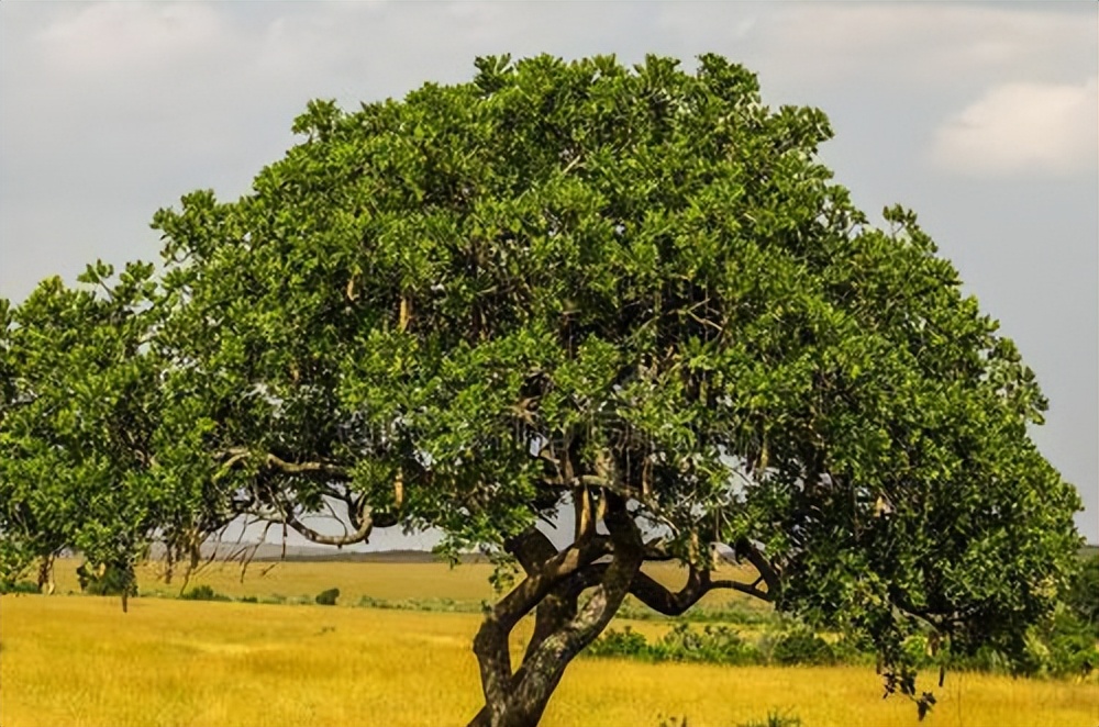 A sausage tree in Africa cannot grow without bats - iNEWS