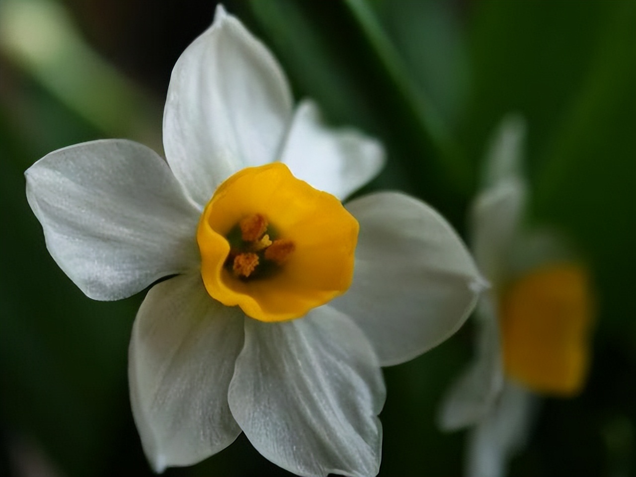 Constellation with wolf thinking, calm but not afraid, dare to think ...