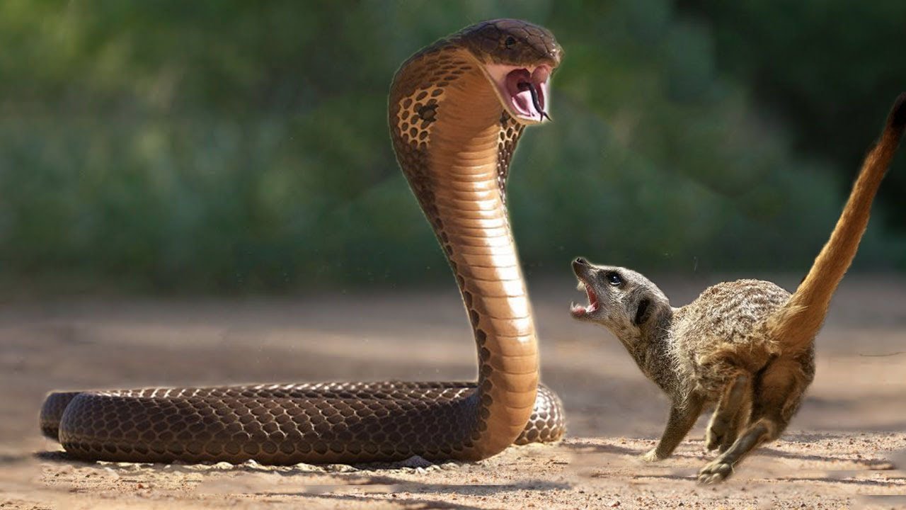 Meerkat vs king cobra, when the old snake nemesis meets the king of ...
