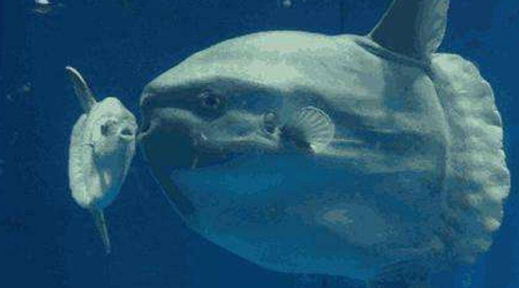 The sunfish lays 300 million eggs at a time. Why is it a vulnerable ...
