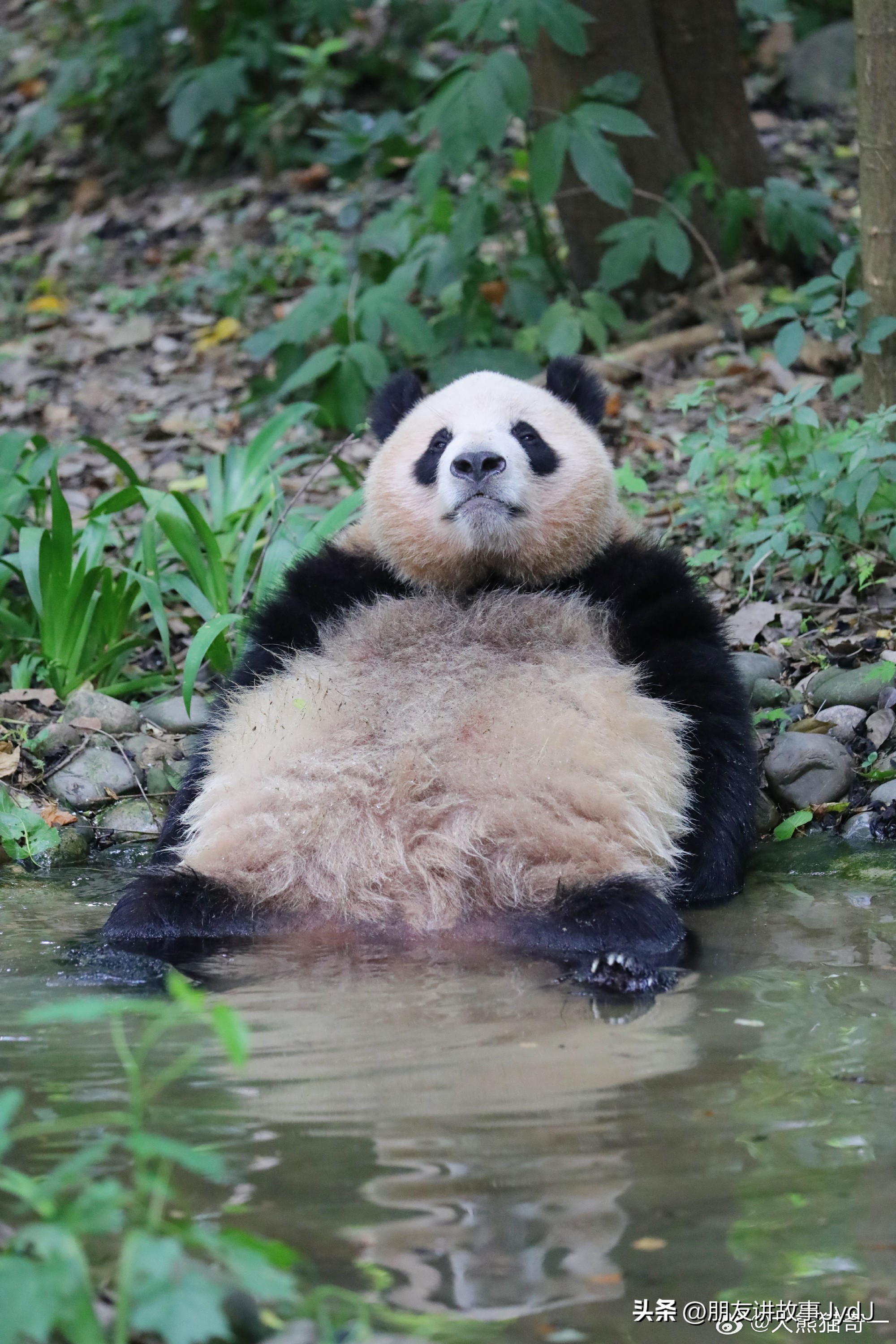 The cute giant panda——Qi Yi, the teletubbies in the panda world, the ...