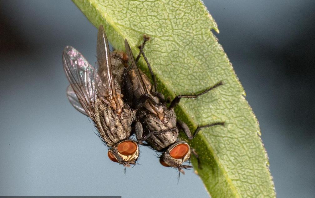 Why do flies love garbage dumps? The trash heap is their paradise! - iNEWS