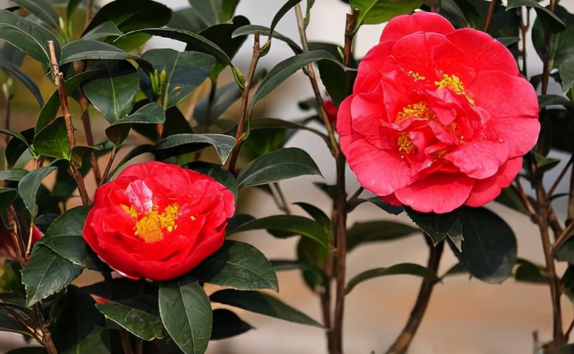 The king of black camellias - Keremo's big peony, the flowers are big ...
