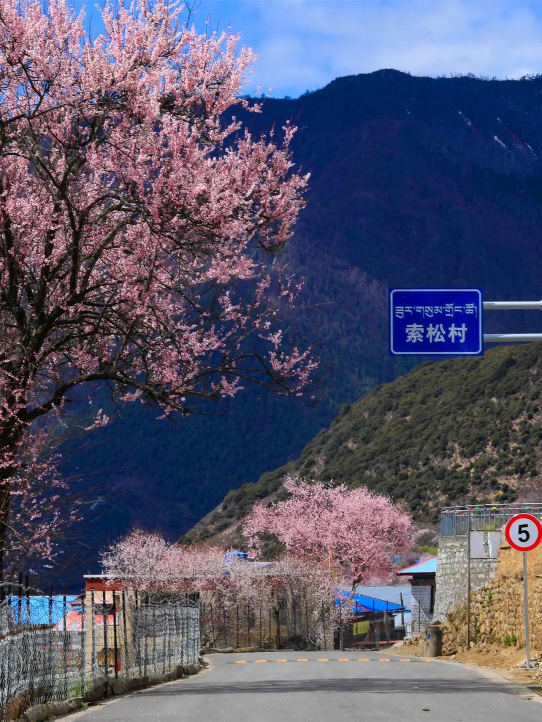 Linzhi Peach Blossom "Limited Spring!A trip to Tibet - iNEWS
