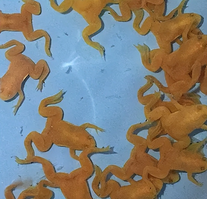 The Golden Toad: The Ecological Wonders and Conservation Challenges of ...