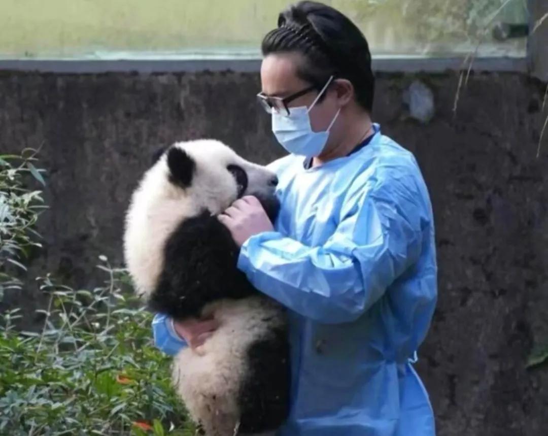 Three female tourists took advantage of the red panda Fu Wan to play ...