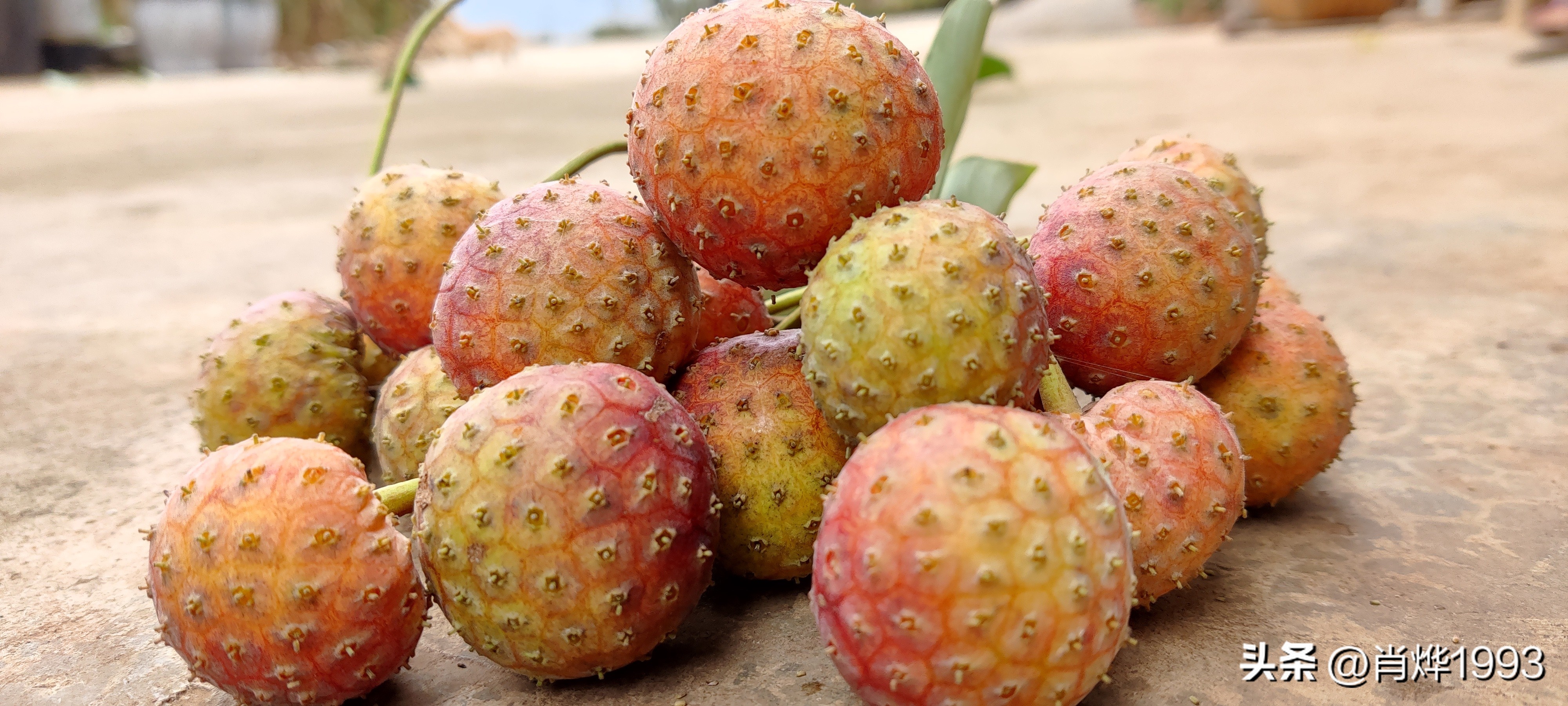 Close-up shot of wild lychees in the mountains - iNEWS