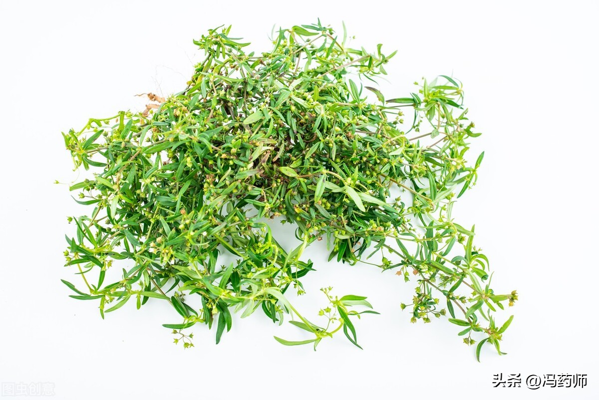The beauty effect and method of Hedyotis diffusa - iNEWS