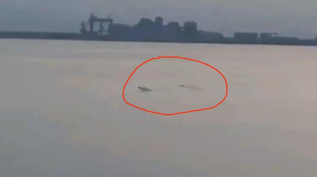 Do dragons exist? 90 years after the dragon falling incident in Yingkou ...